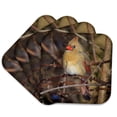 3drose, Indianapolis, Indiana. Female Northern Cardinal, Winter., Set ...