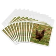 3drose, Issaquah, Wa, Usa. Free-ranging Rhode Island Red Hen., Pr, 12 ...
