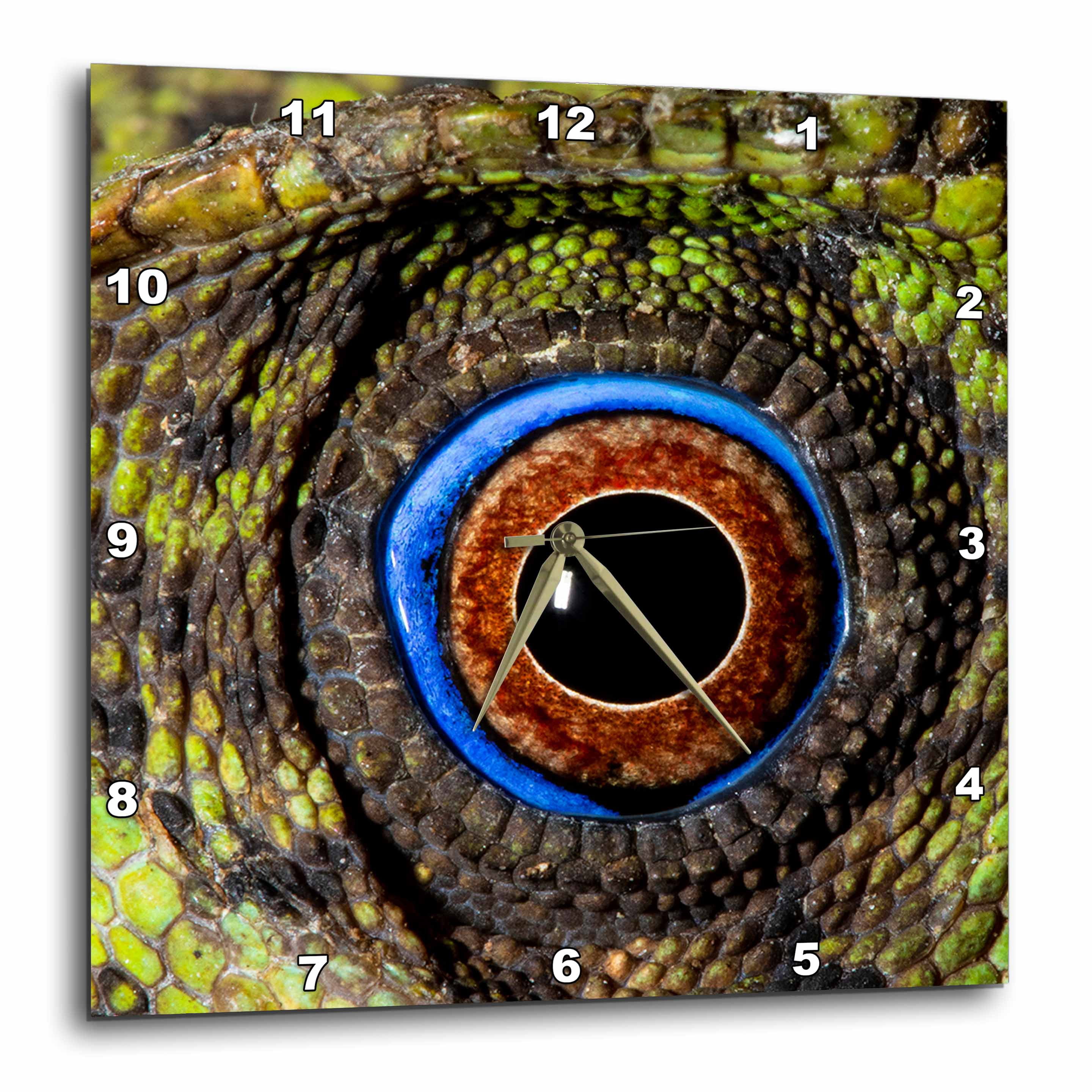 3drose, Javan Hump-headed Lizard., 10x10 Wall Clock - Walmart.com