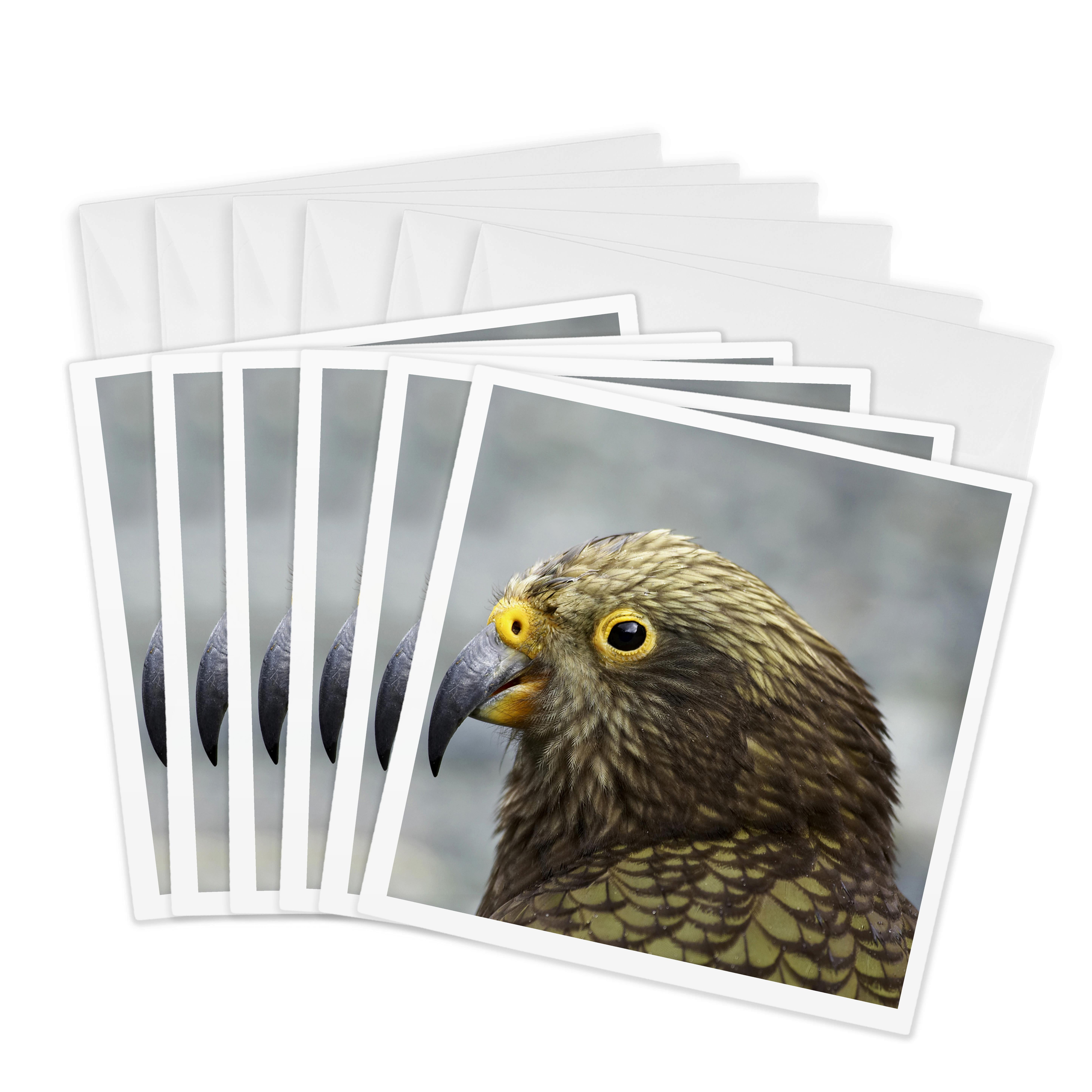 3drose, Kea, Alpine Parrot, Tropical Bird, New Zealand-au02 Dwa4894 ...