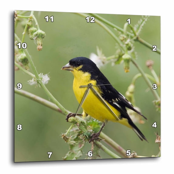 3drose, Lesser Goldfinch Bird, Hill Country, Texas - Na02 Rnu0180 ...