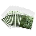 3drose, Lichen Growing on a Tree Branch, Flora - Us48 Jda0120 - Janell ...
