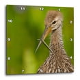 3drose, Limpkin Bird, Viera Wetlands, Florida, Usa - Us10 Mpr0512 ...