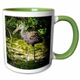 3drose, Limpkin Wading Bird with Lunch, 15oz Two-tone Green Mug ...