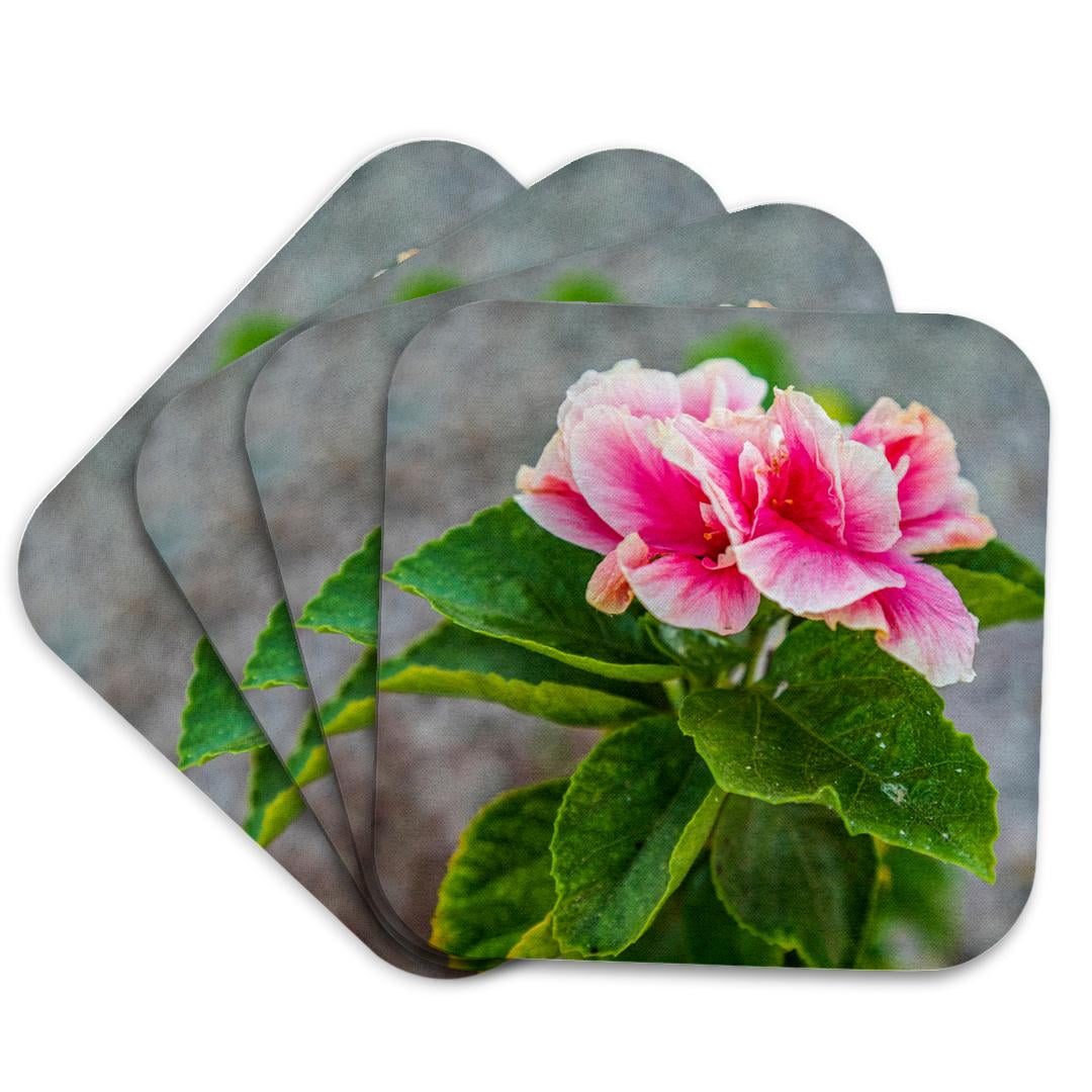 3drose, Loreto, Baja California Sur, Mexico. a Pink Flower Along the ...