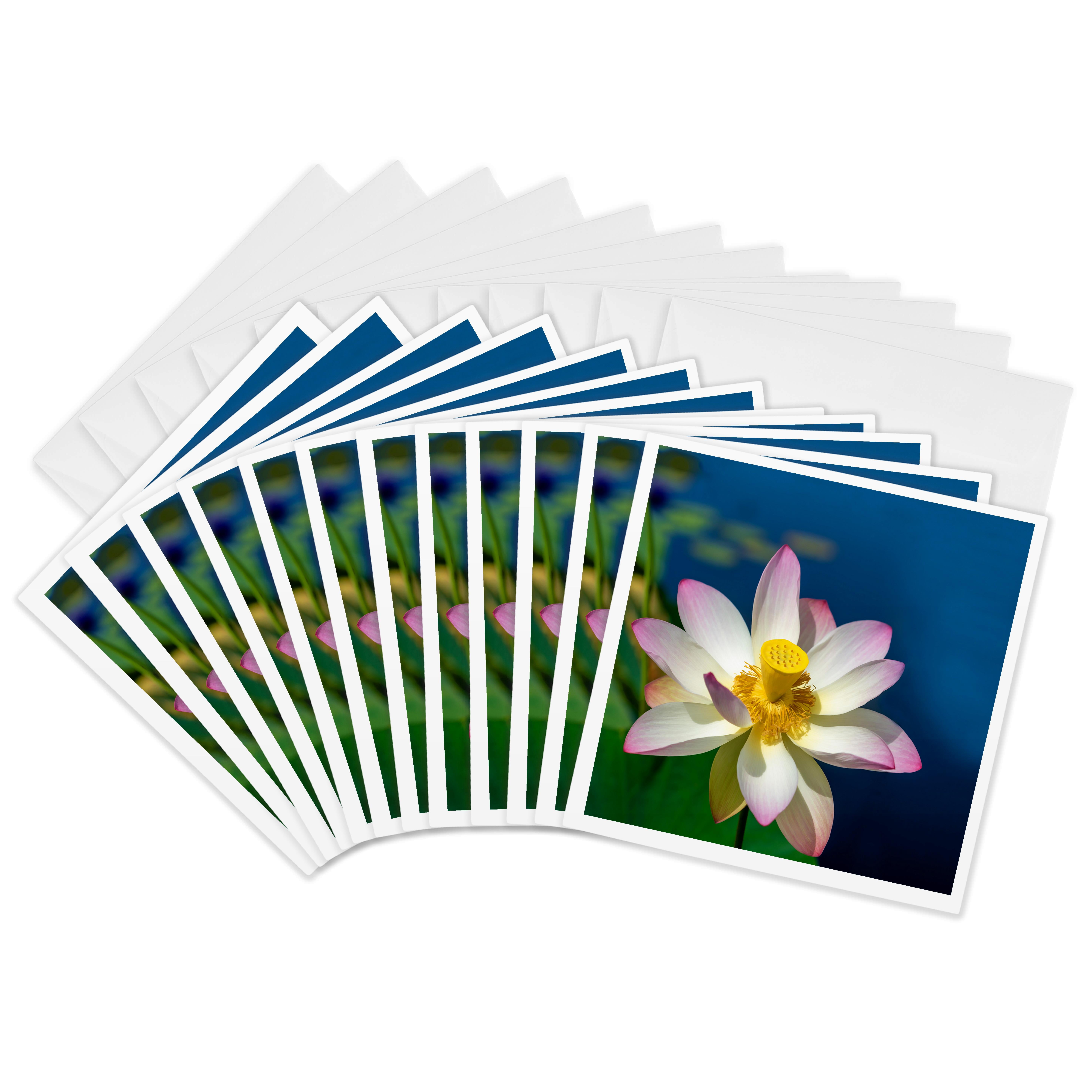 3drose, Lotus Fower in Water, Blooming, 12 Greeting Cards with ...