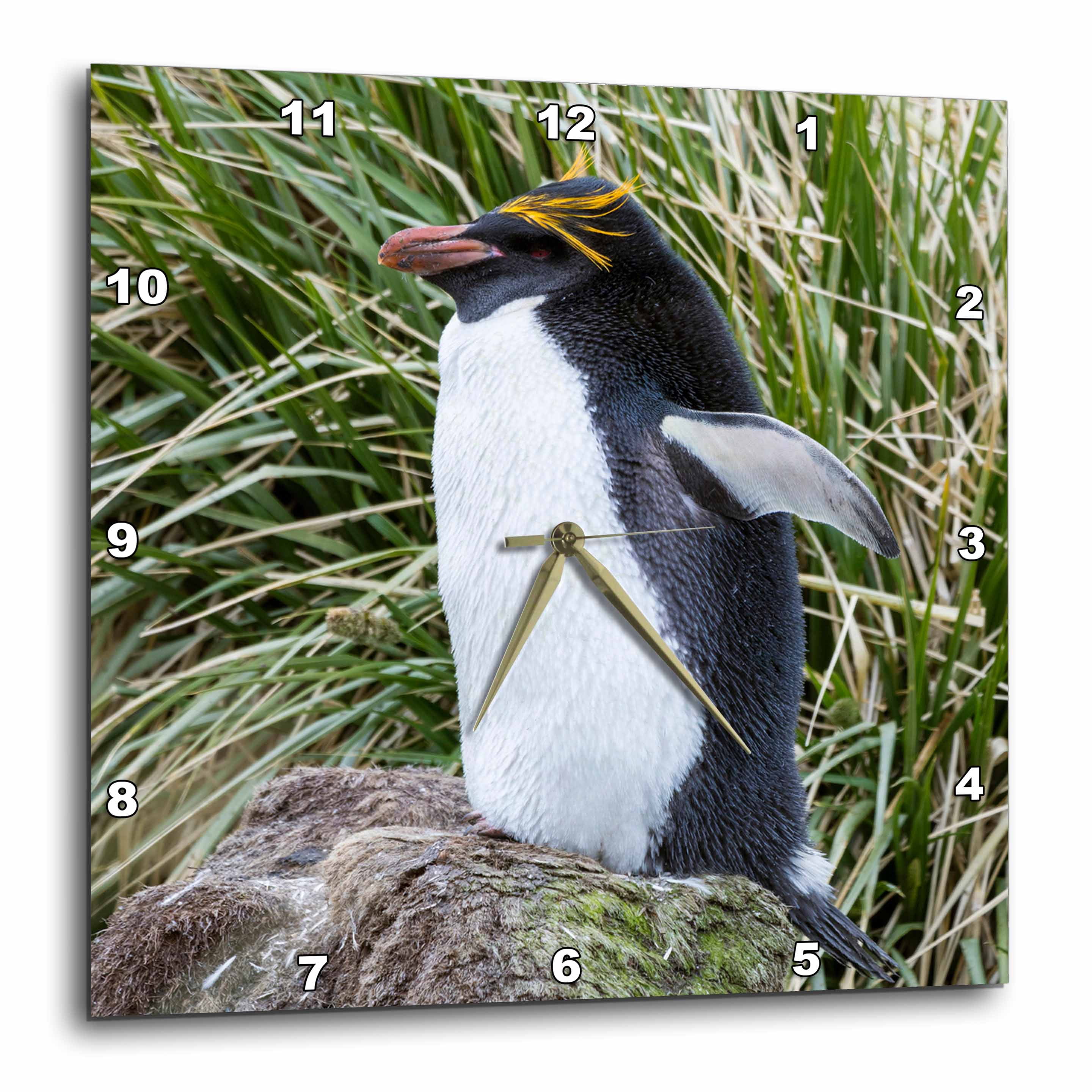 3drose, Macaroni Penguin Standing in Colony in Typical Dense Tussock ...