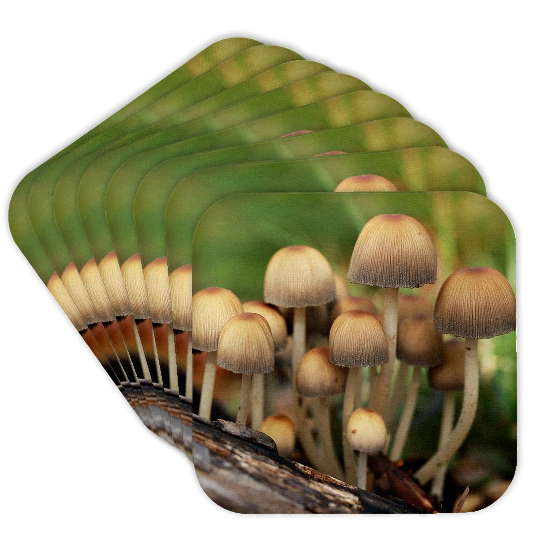 3drose, Macro Photo of Coprinellus Micaceus Growing on a Rotting Stump ...