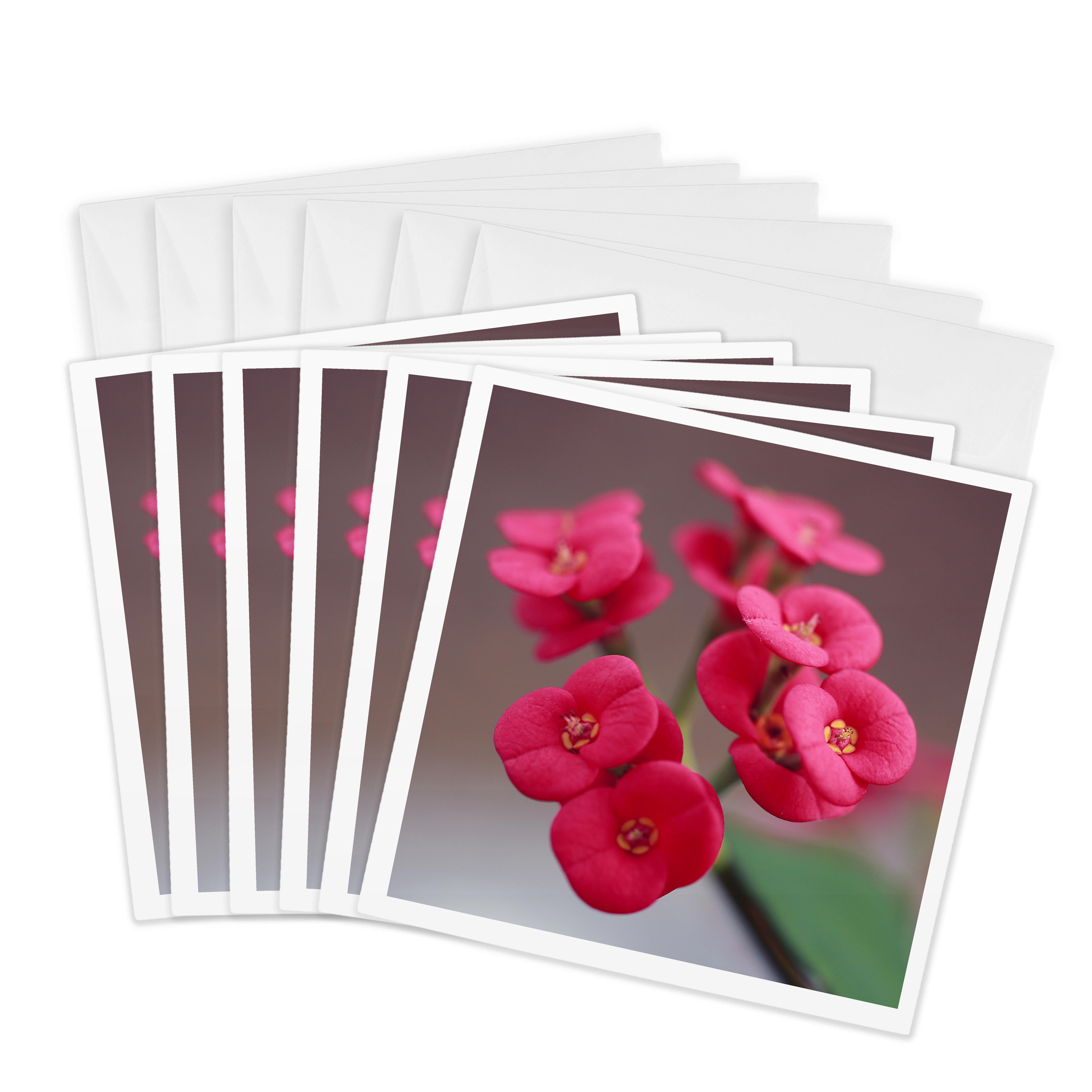 3drose, Macro Photograph of Crown of Thorns Flowers in Bloom., 6 ...