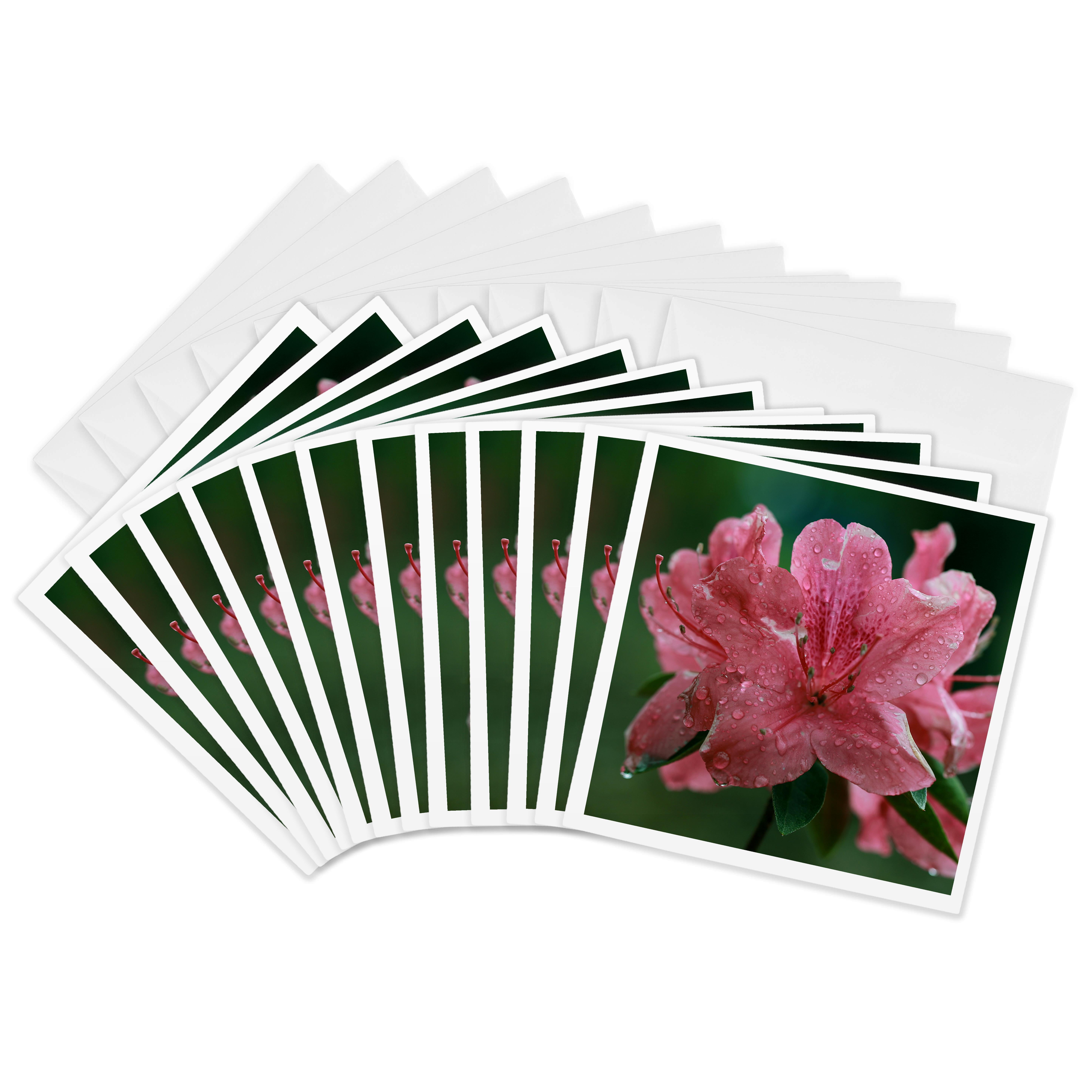 3drose, Macro Photograph of Pink Azaleas After the Rain., 12 Greeting ...