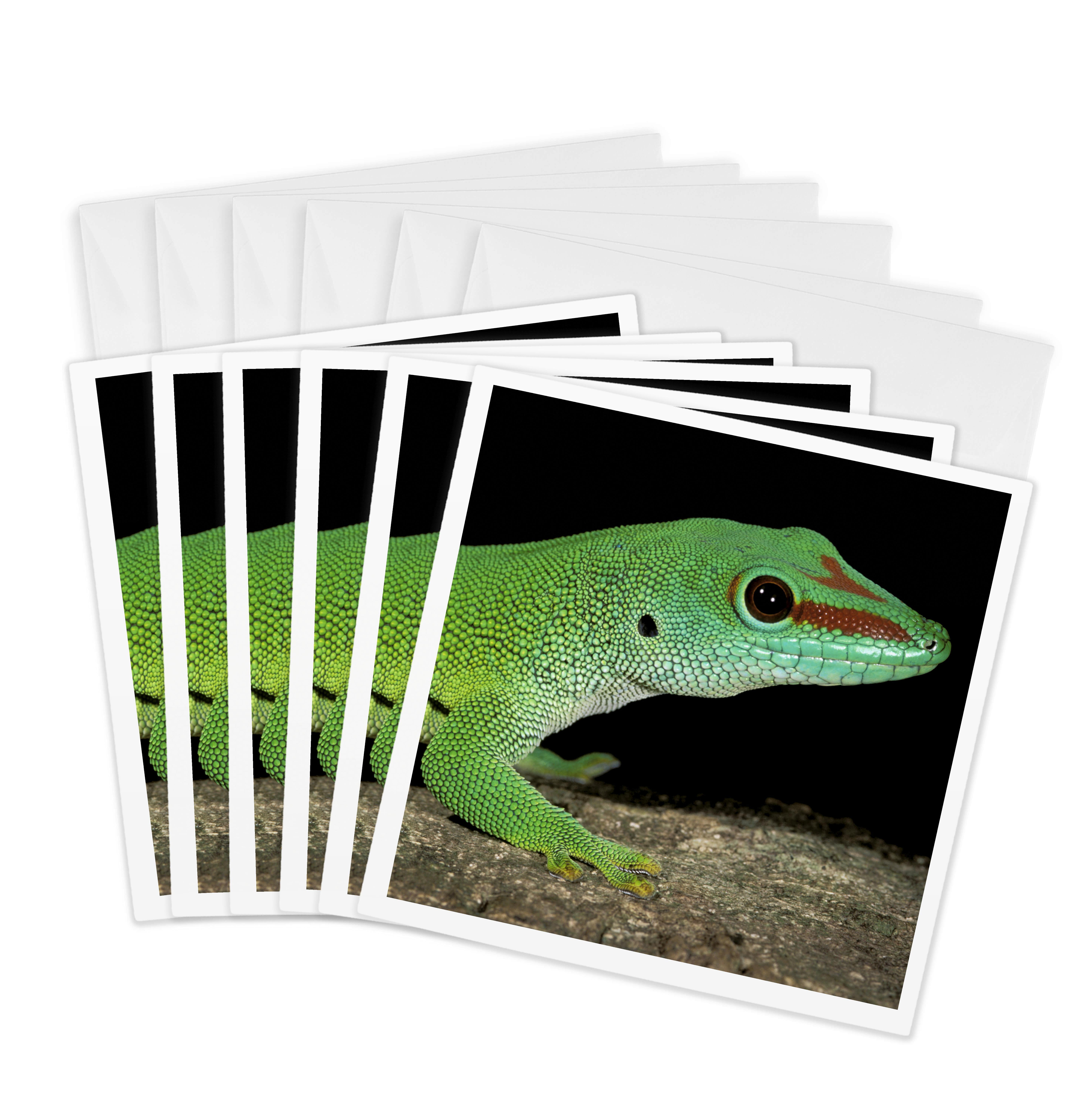 3drose, Madagascar, Ankarana Reserve, Day Gecko Lizard-af24 Pox0034 ...