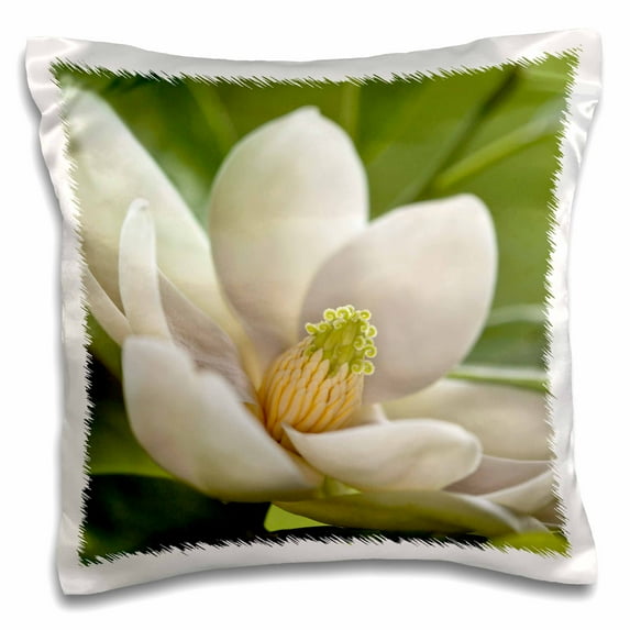 3drose, Magnolia Tree Flower Blossom - Na01 Aje0189 - Adam Jones, 16x16 ...