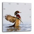 3drose, Male Flapping Wings in Wetland, Wood Duck, Il, 15x15 Wall Clock ...