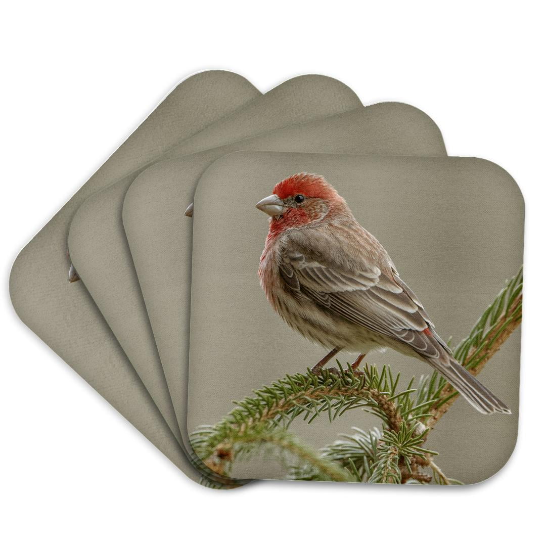 3drose, Male House Finch in Winter, Set of 4 Coasters - Soft - Walmart.com