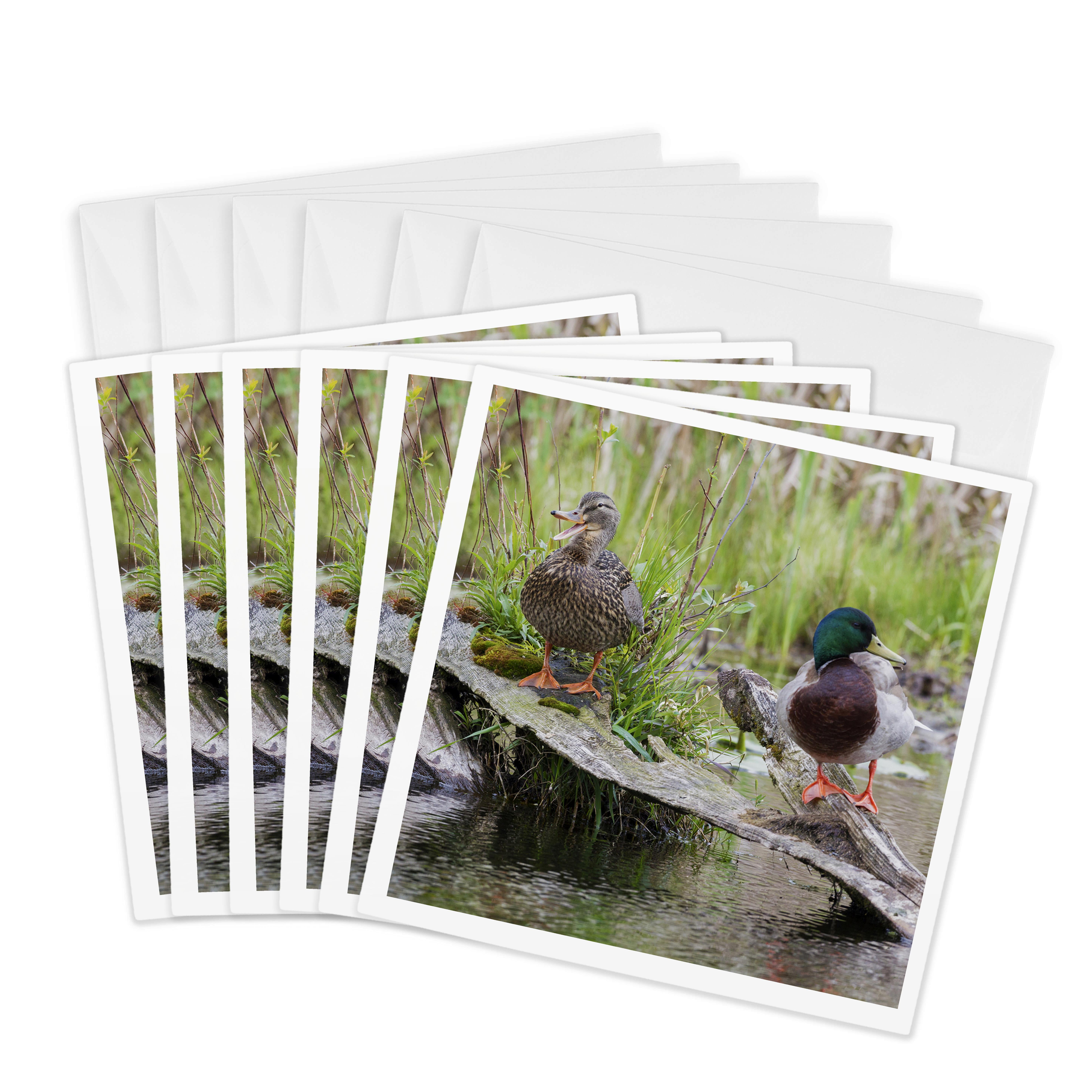 3drose, Mallard Duck Pair, 6 Greeting Cards with Envelopes - Walmart.com