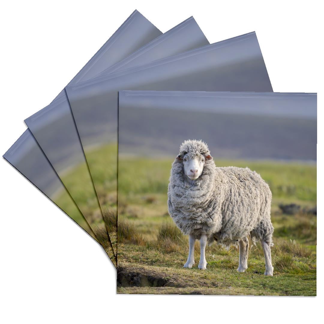 3drose, Merino Sheep Farming Important to Economy of Falkland Islands ...