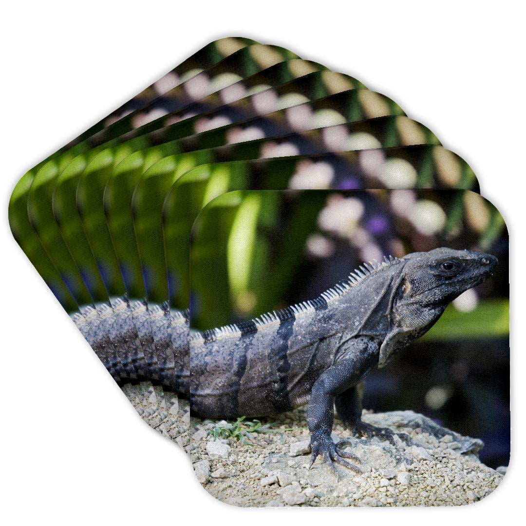 3drose, Mexico, Quintana Roo, Tulum, Black Iguana Lizard - Sa13 Jeg0742 ...