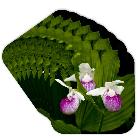 3drose, Mn, Itasca Sp, Showy Lady-slipper Flower - Us27 Pha0000 - Peter ...