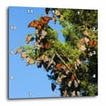 3drose, Monarch Butterflies Roosting in Eastern Red Cedar, Illinois ...