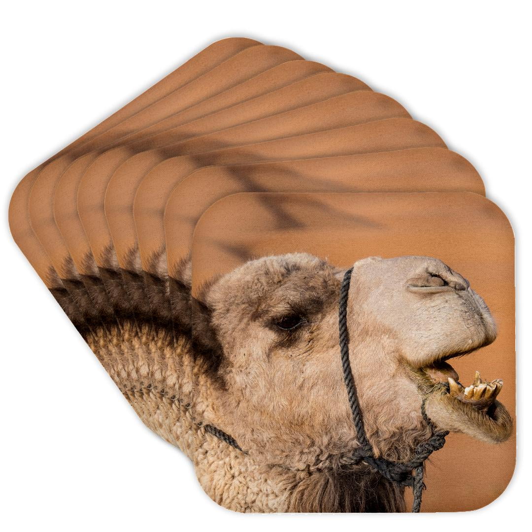 3drose, Morocco. an up Close Look at a Desert Camel Chewing, Sahara ...