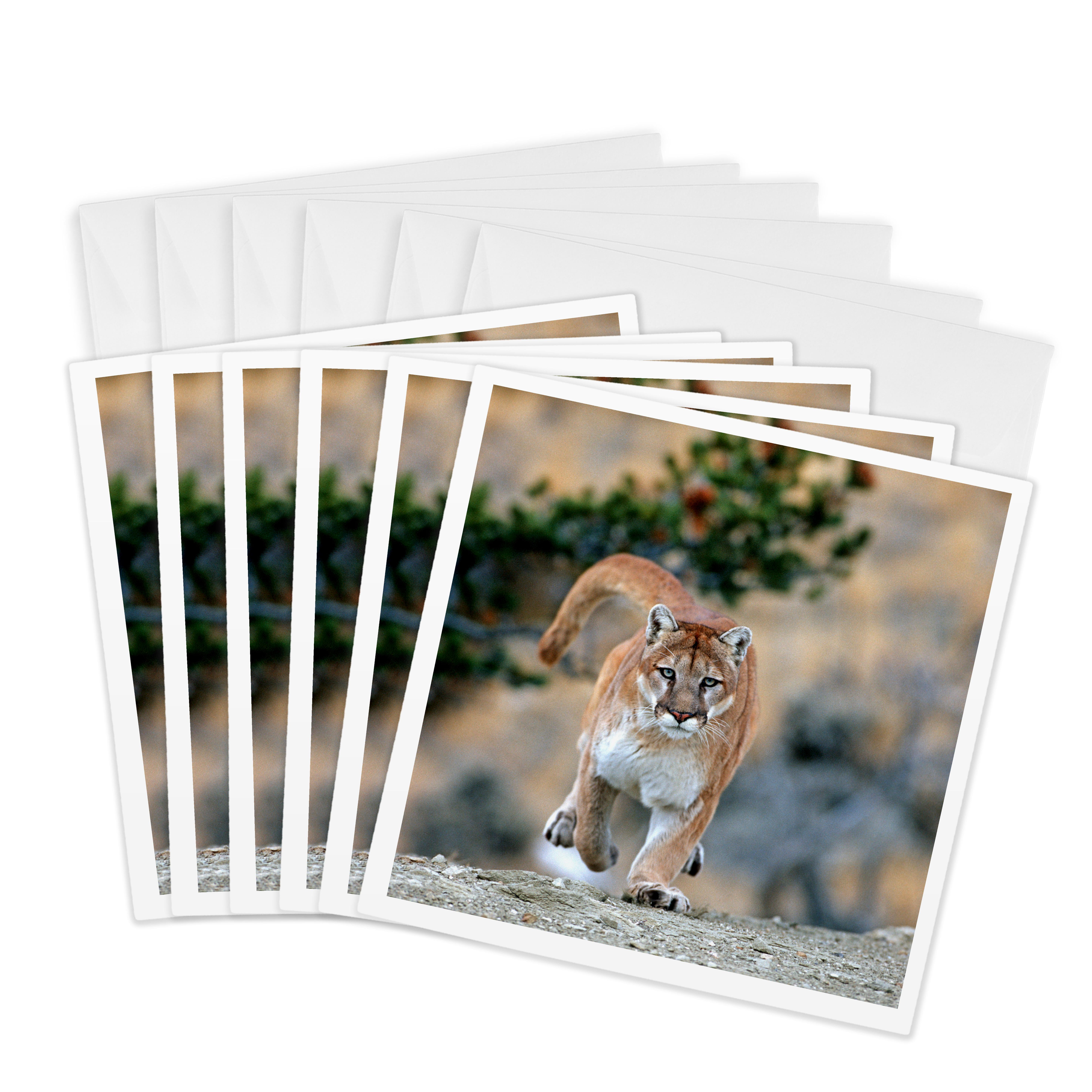 3drose, Mountain Lion, Felis Concolor, Running, Montana, 6 Greeting ...