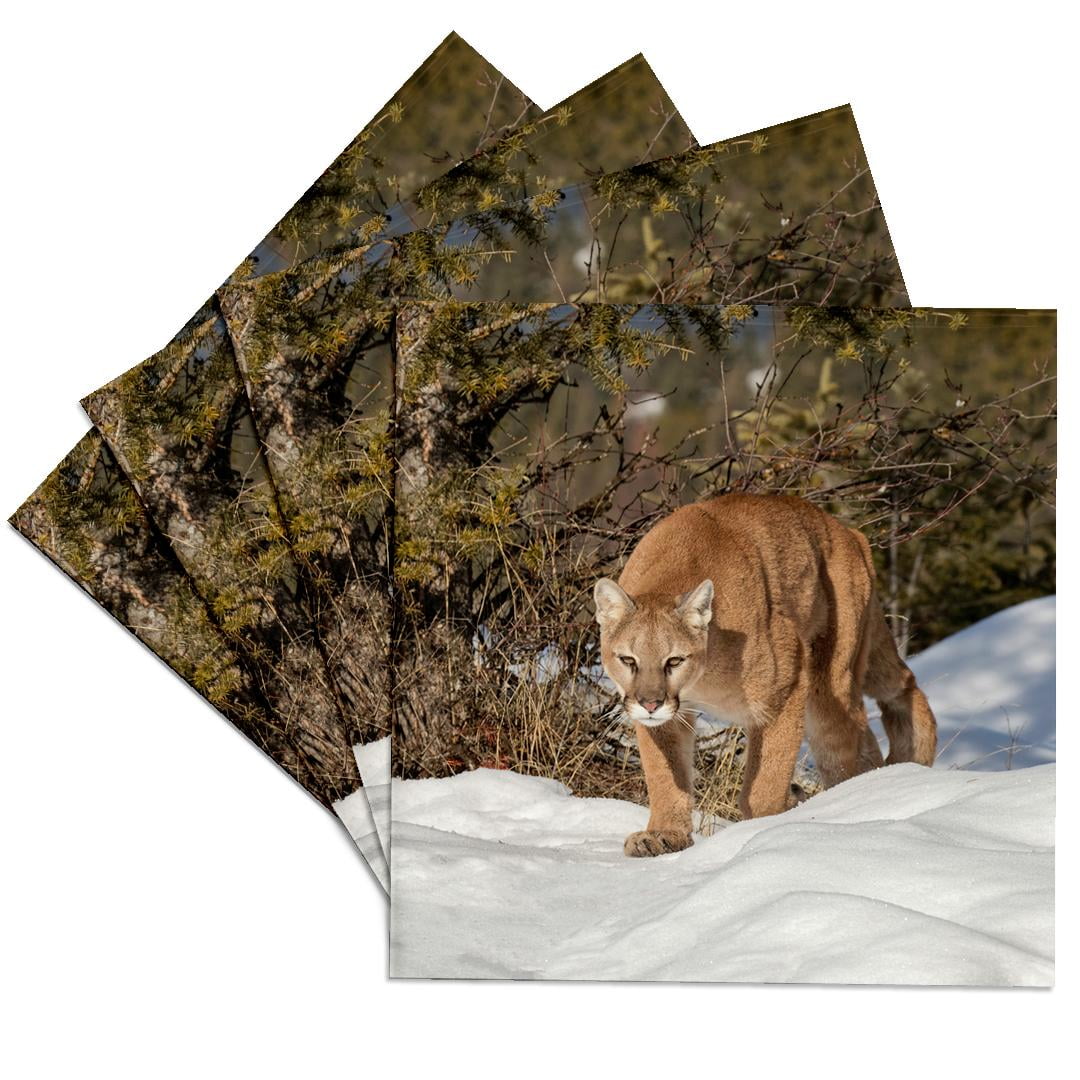 3drose, Mountain Lion Walking over Snow in Winter, Montana, Set of 4 ...