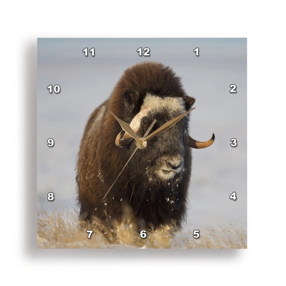 3drose, Musk Ox Bull Wildlife, Arctic Tundra, Alaska, Usa - Us02 ...
