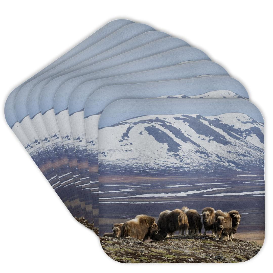 3drose, Musk Ox Herd in Arctic Environment, Set of 8 Coasters - Soft ...