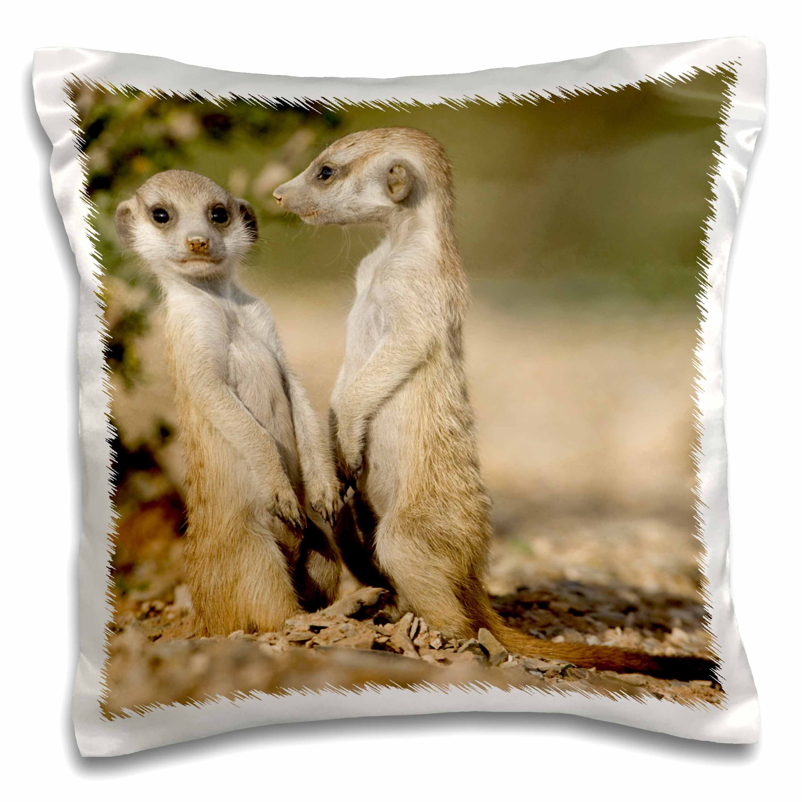 3drose, Namibia, Keetmanshoop, Meerkat, Namib Desert, Mongoose-af31 ...