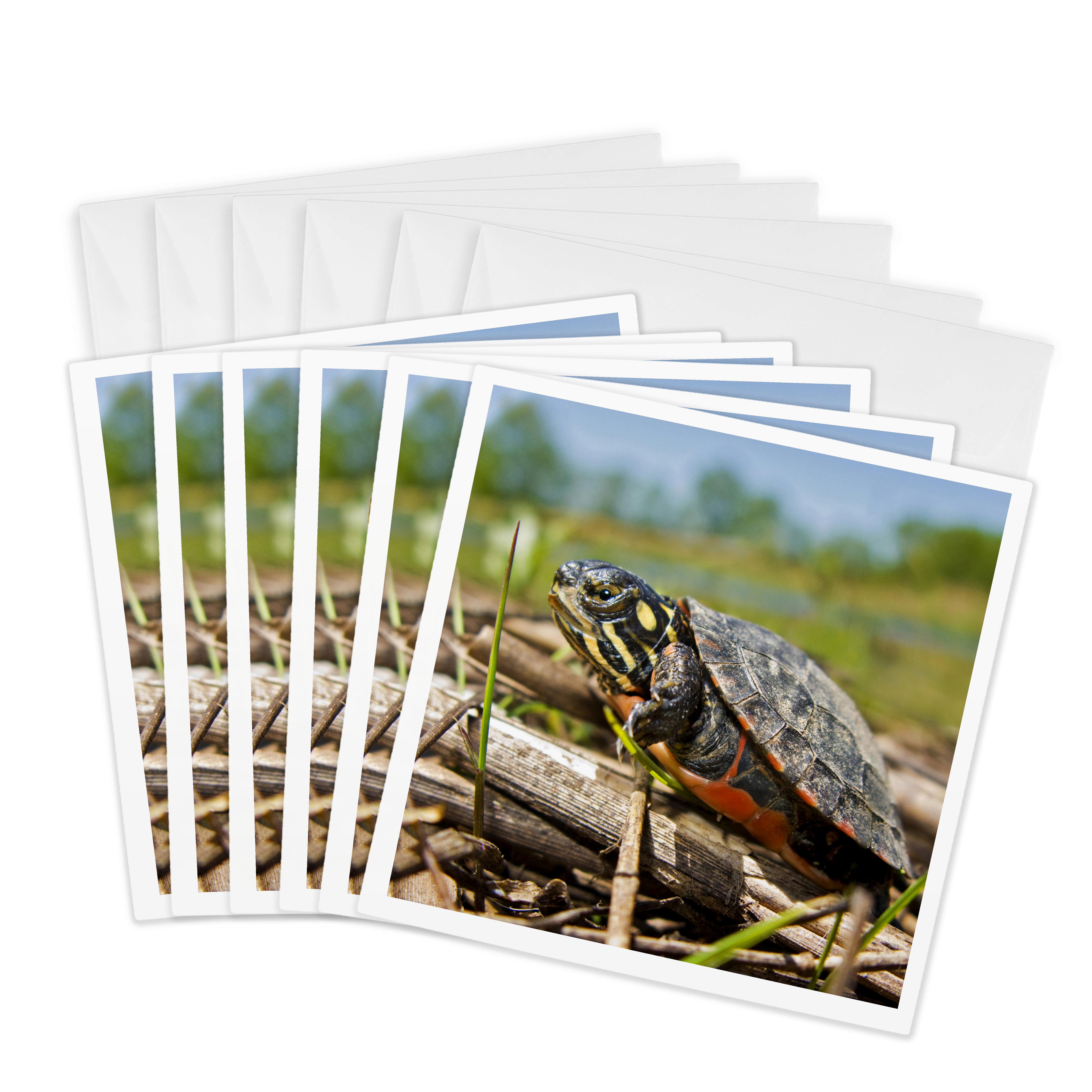 3drose, New Jersey, Bedminster, Eastern Painted Turtle - Us31 Jgl0036 ...