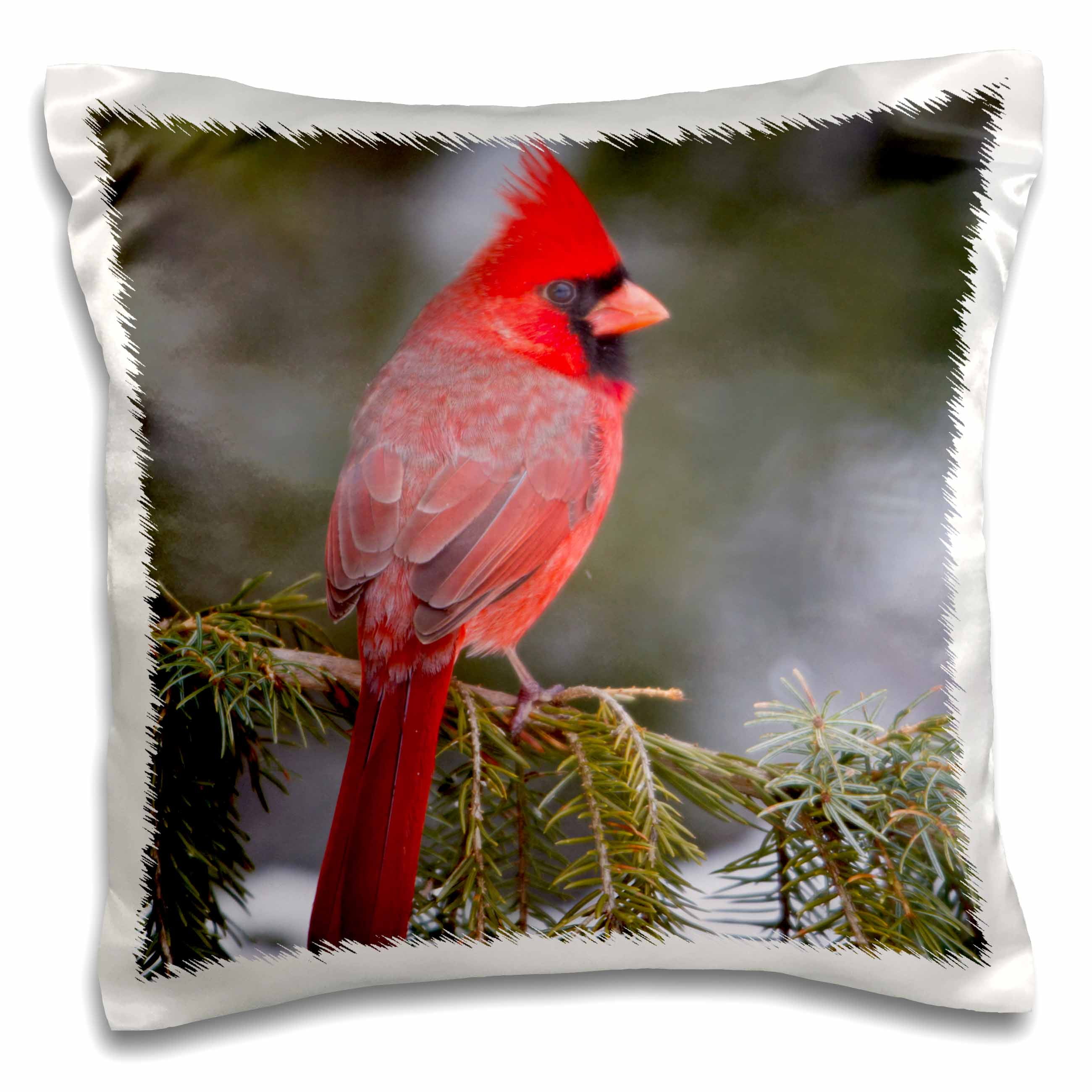 3drose, Northern Cardinal Male in Spruce Tree in Winter, Marion Co. Il ...