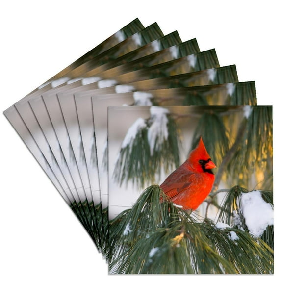 3drose, Northern Cardinal Male in a Pine Tree in Winter, Marion Co ...