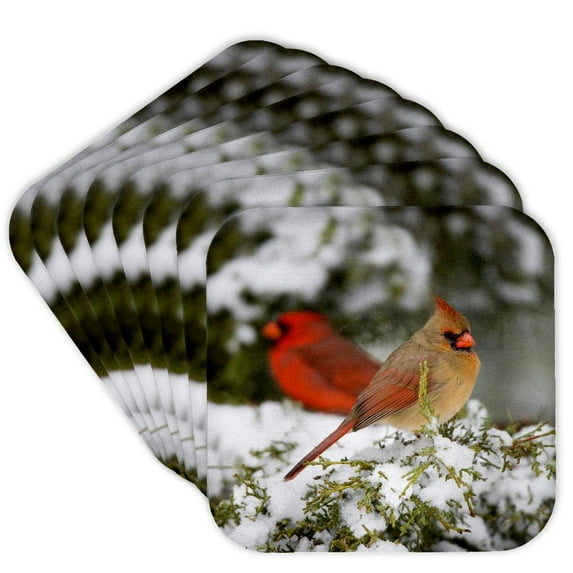 3drose, Northern Cardinal on Keteleeri Juniper, Set of 8 Coasters ...