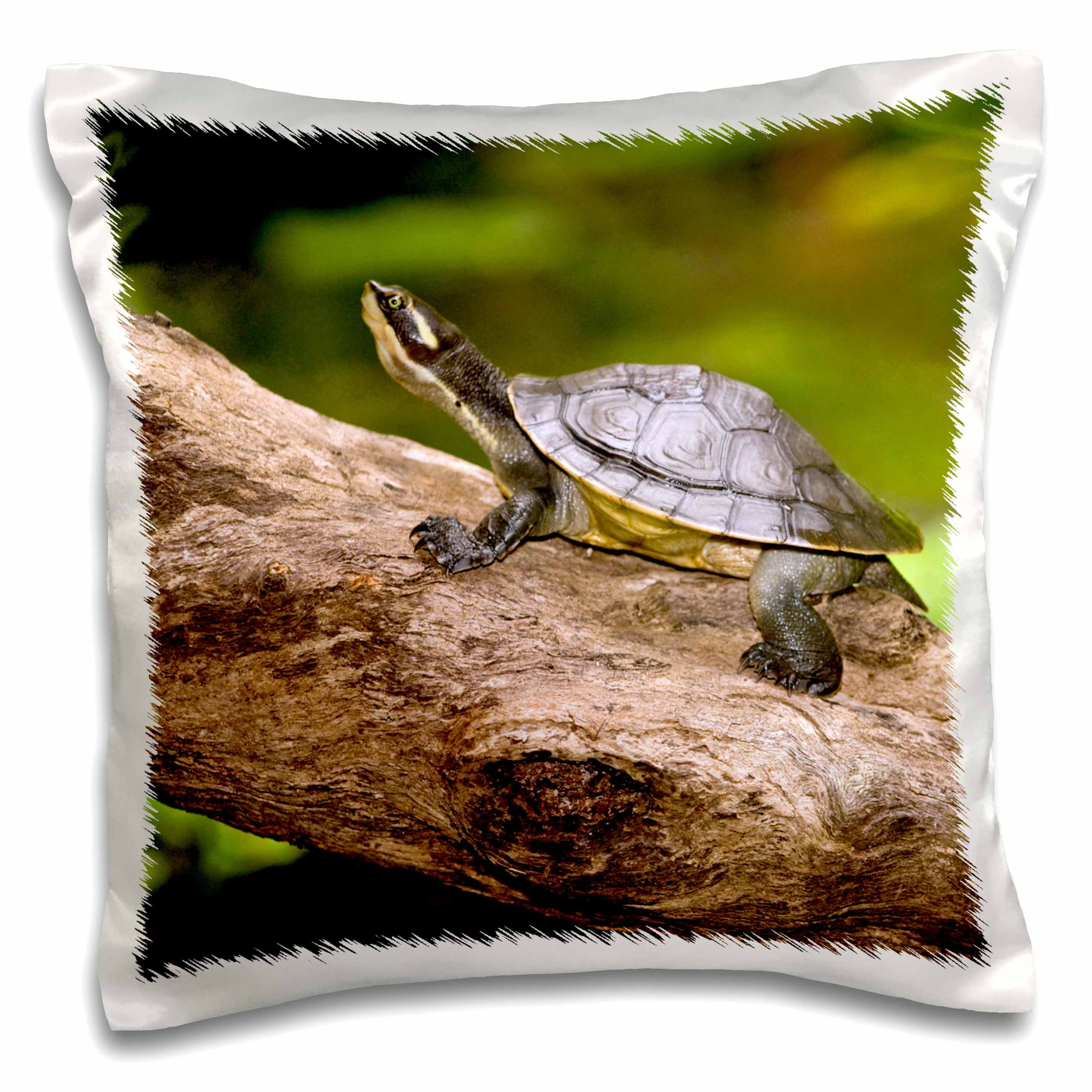 3drose, Northern Snake-necked Turtle-au01 Bfr0007 - Bernard Friel ...