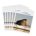 3drose, Norway, Svalbard, Edgeoya Island, Walrus Wildlife - Eu21 ...