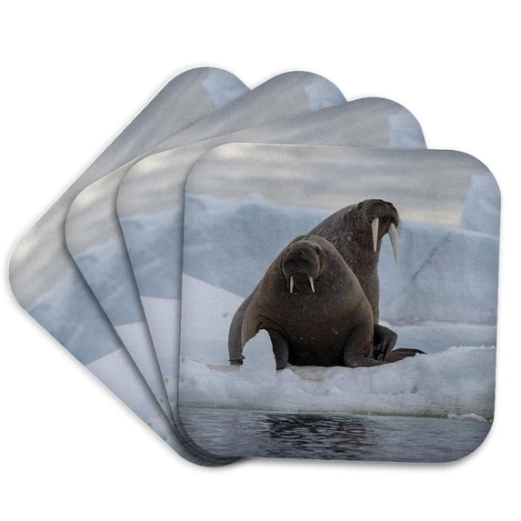 3drose, Norway, Svalbard, Nordaustlandet, Austfonna. Walrus on Ice, Set ...