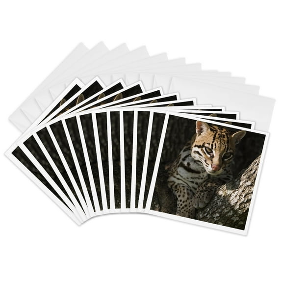 3drose, Ocelot, Mesquite Tree, Welder Wildlife Refuge, Tx - Na02 ...