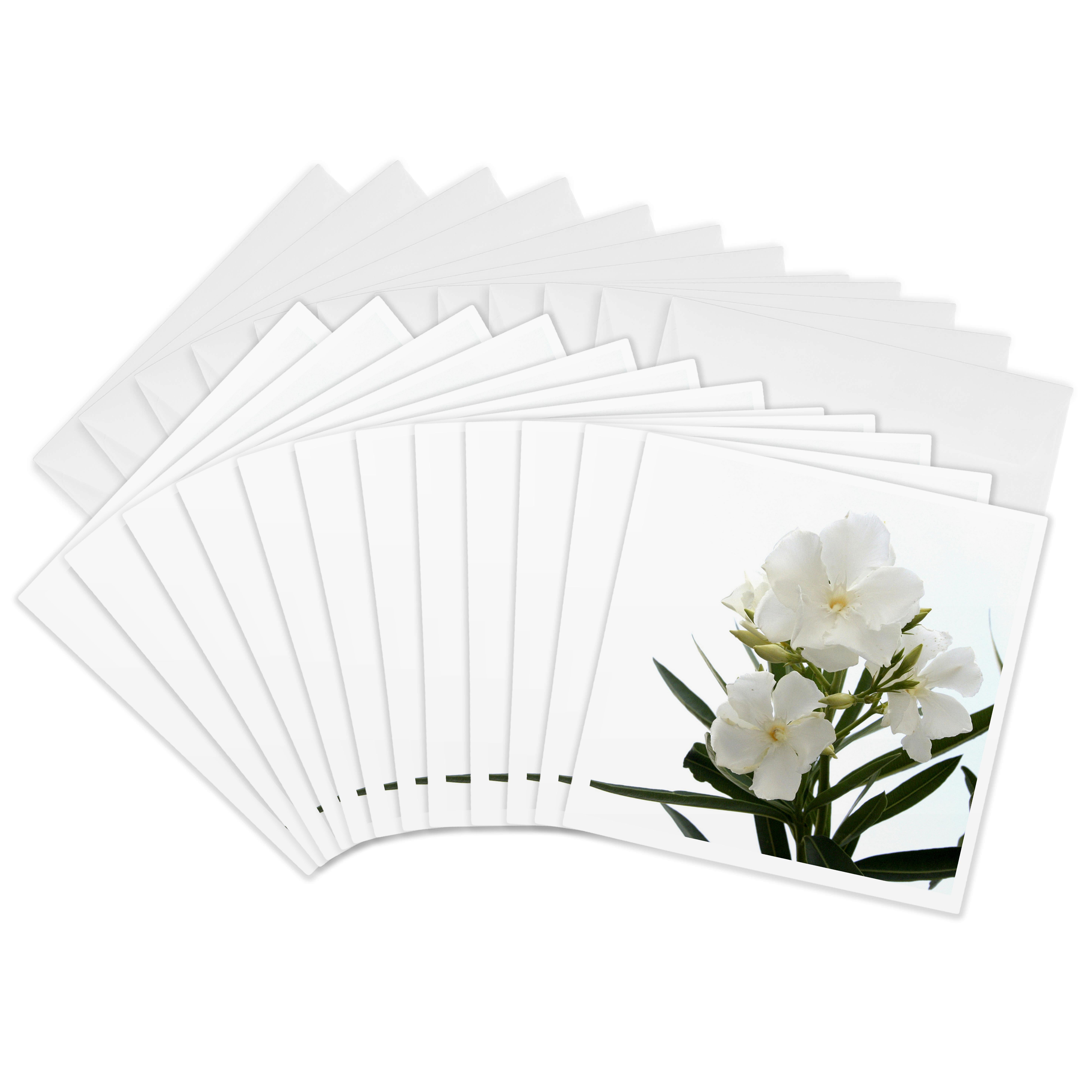 3drose, Oleander White - White, Flower, Tree, Oleander, Blossom ...