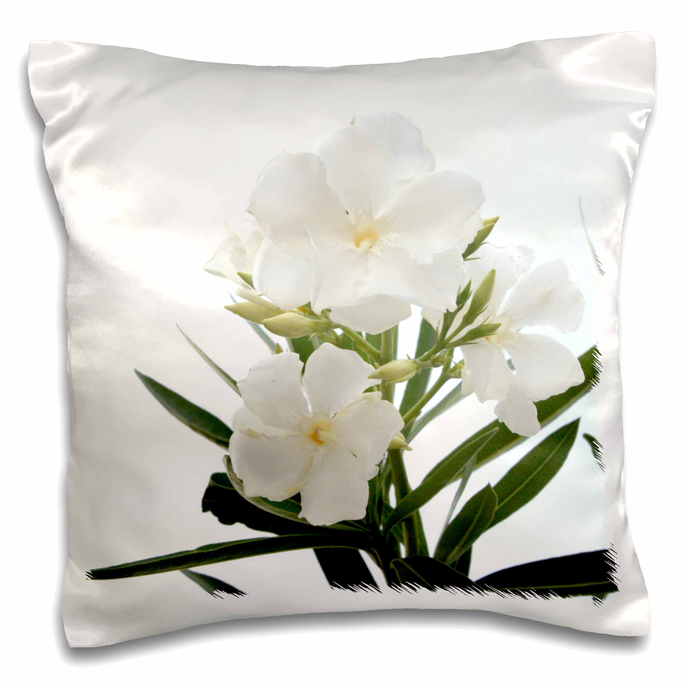 3drose, Oleander White - White, Flower, Tree, Oleander, Blossom ...