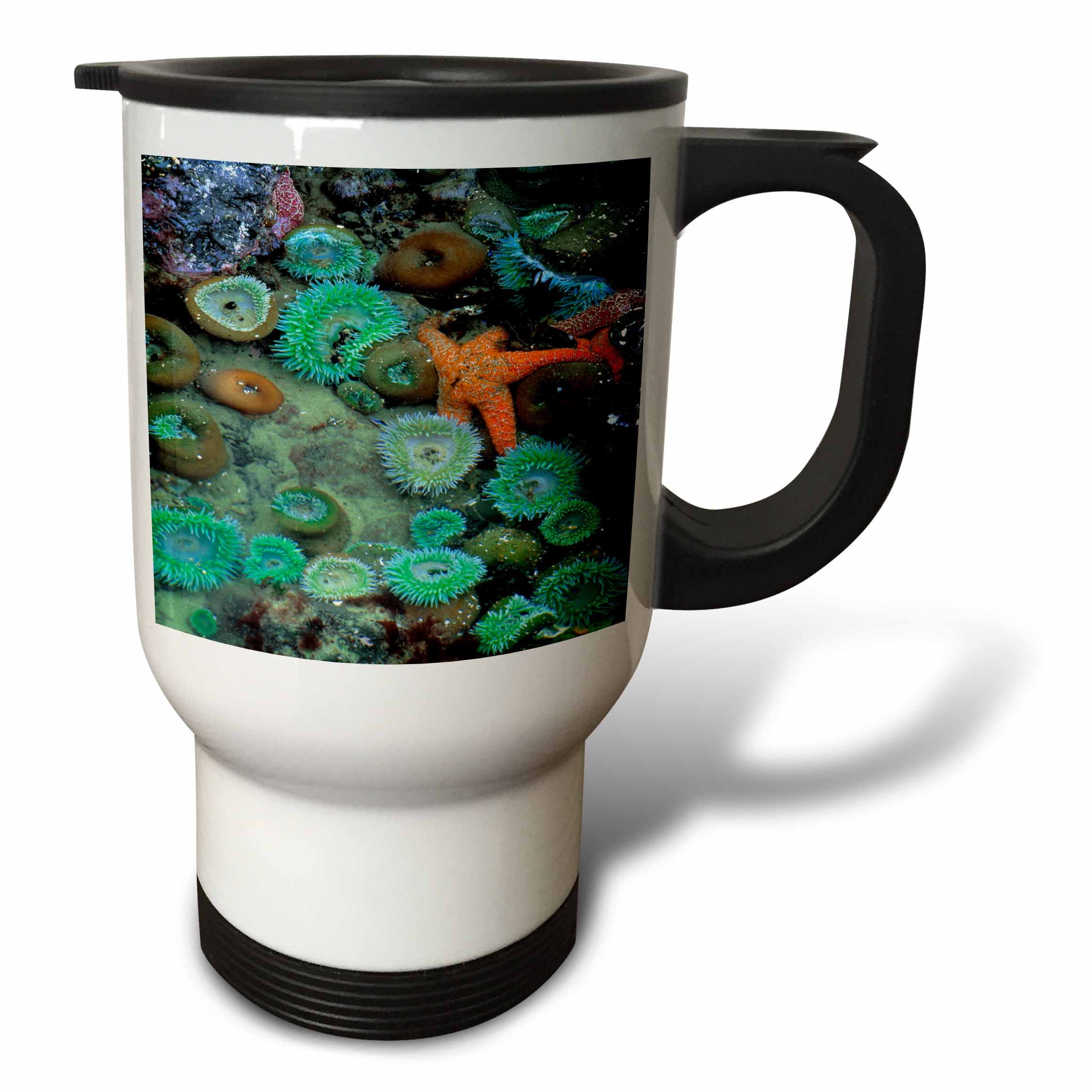 3drose, Or, Nepture Sp. Starfish, Sea Anemone Marine Life - Us38 ...