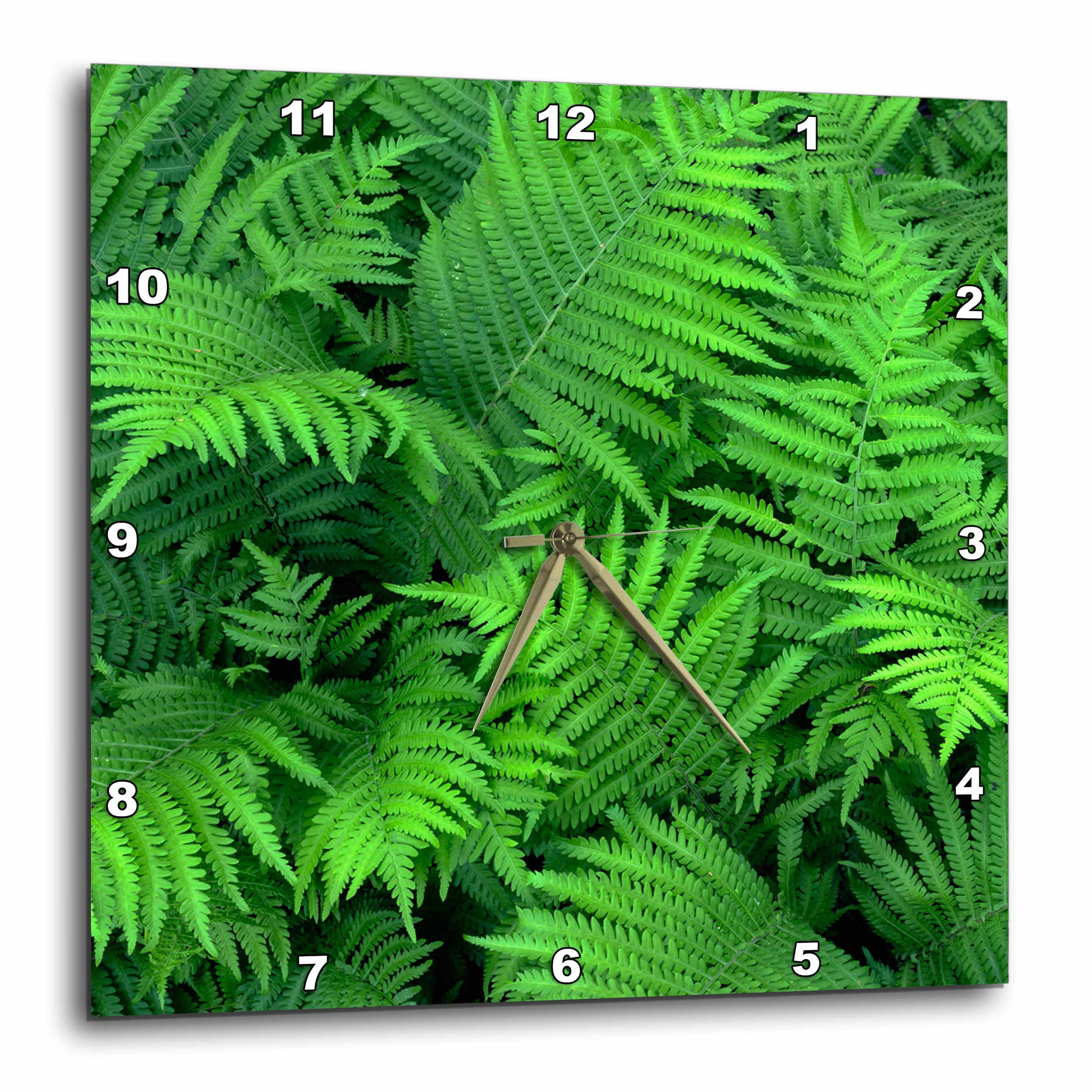 3drose, Oregon, Portland, Bracken Fern in Spring., 15x15 Wall Clock ...