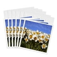 3drose, Oregon Willamette Valley. Dahlia, Tulip Flowers - Us38 Rer0351 ...