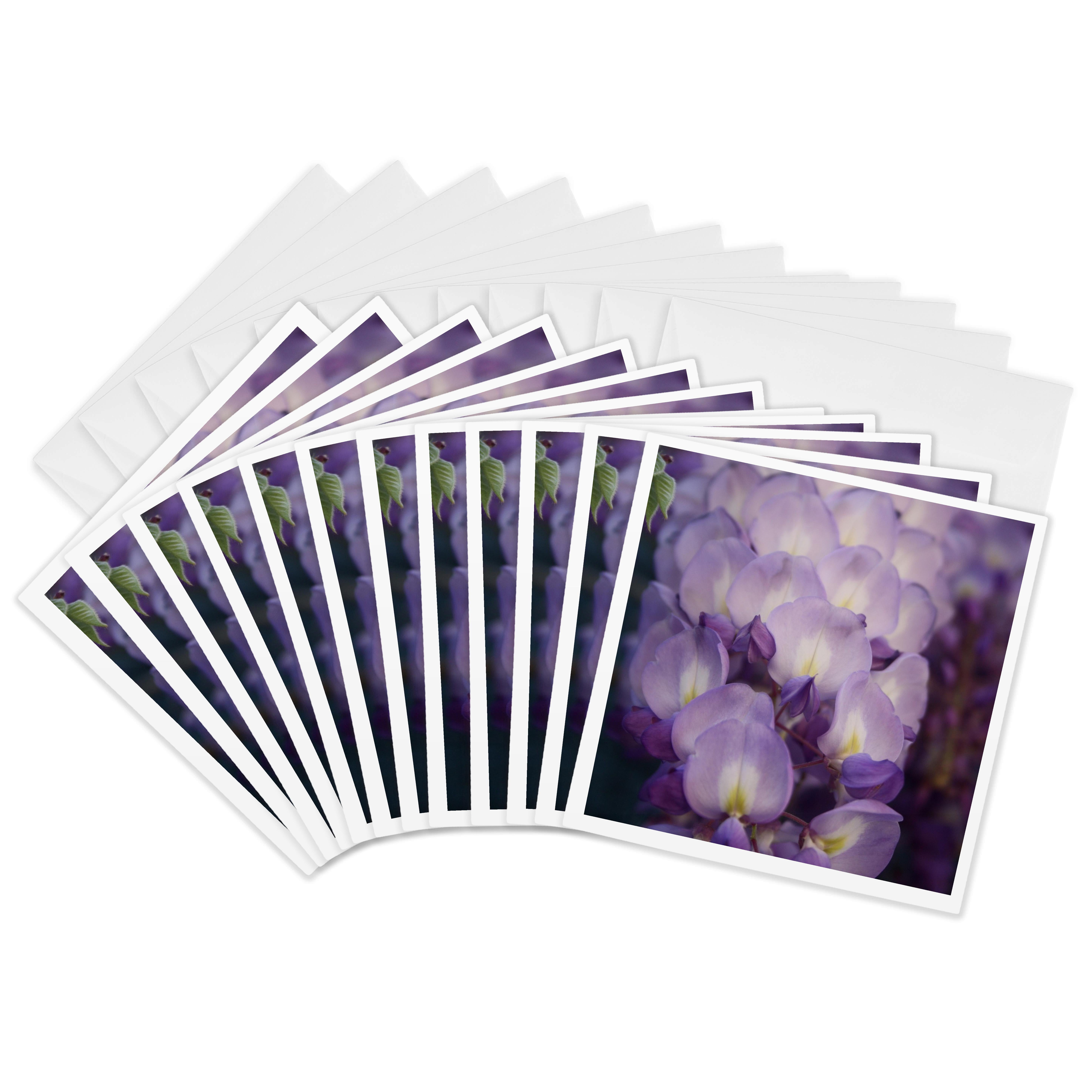 3drose, Pale Mauve and Purple Wisteria Flowers in Close Up, 12 Greeting ...