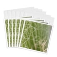 3drose, Palm Leaf Frond Abstract Photography Macro, 6 Greeting Cards ...