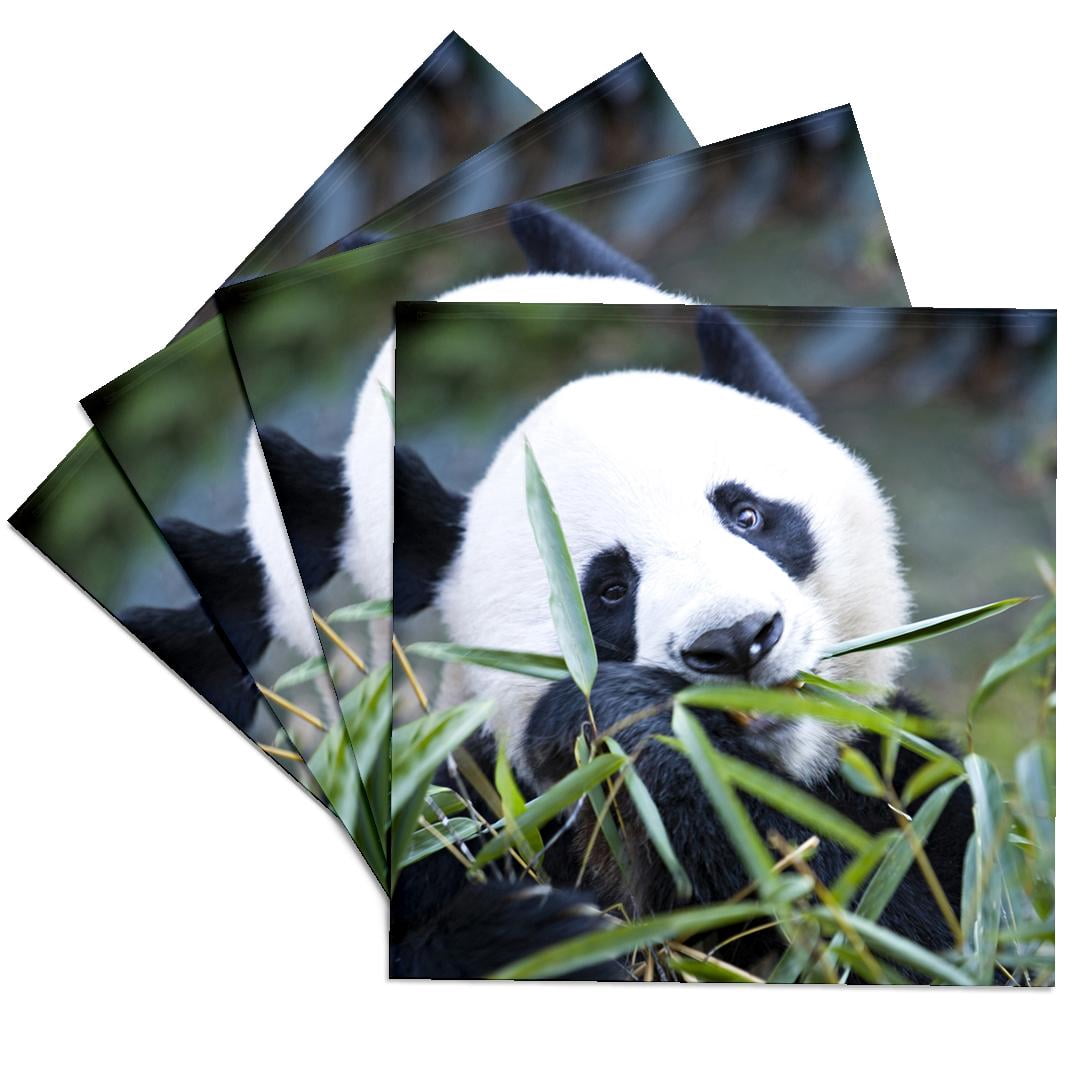 3drose, Panda Bear, Panda Reserve -as07 Gje0009 - Gavriel Jecan, Set of ...
