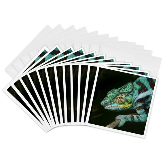 3drose, Panther Chameleon Lizard, Male, Western Madagascar-af24 Ksc0061 ...