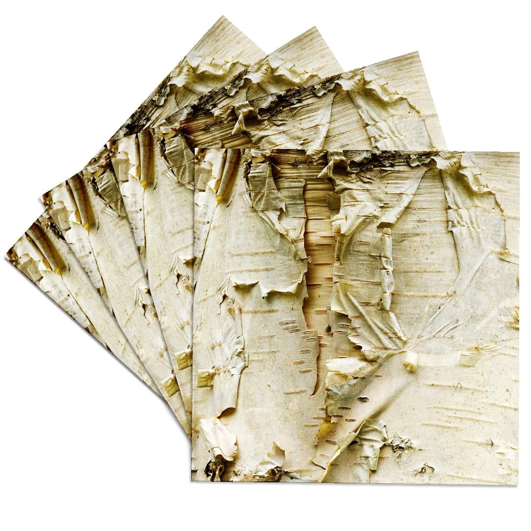 3drose, Paper Birch Tree, Washington Arboretum, Seattle - Us48 Dgu0233 ...