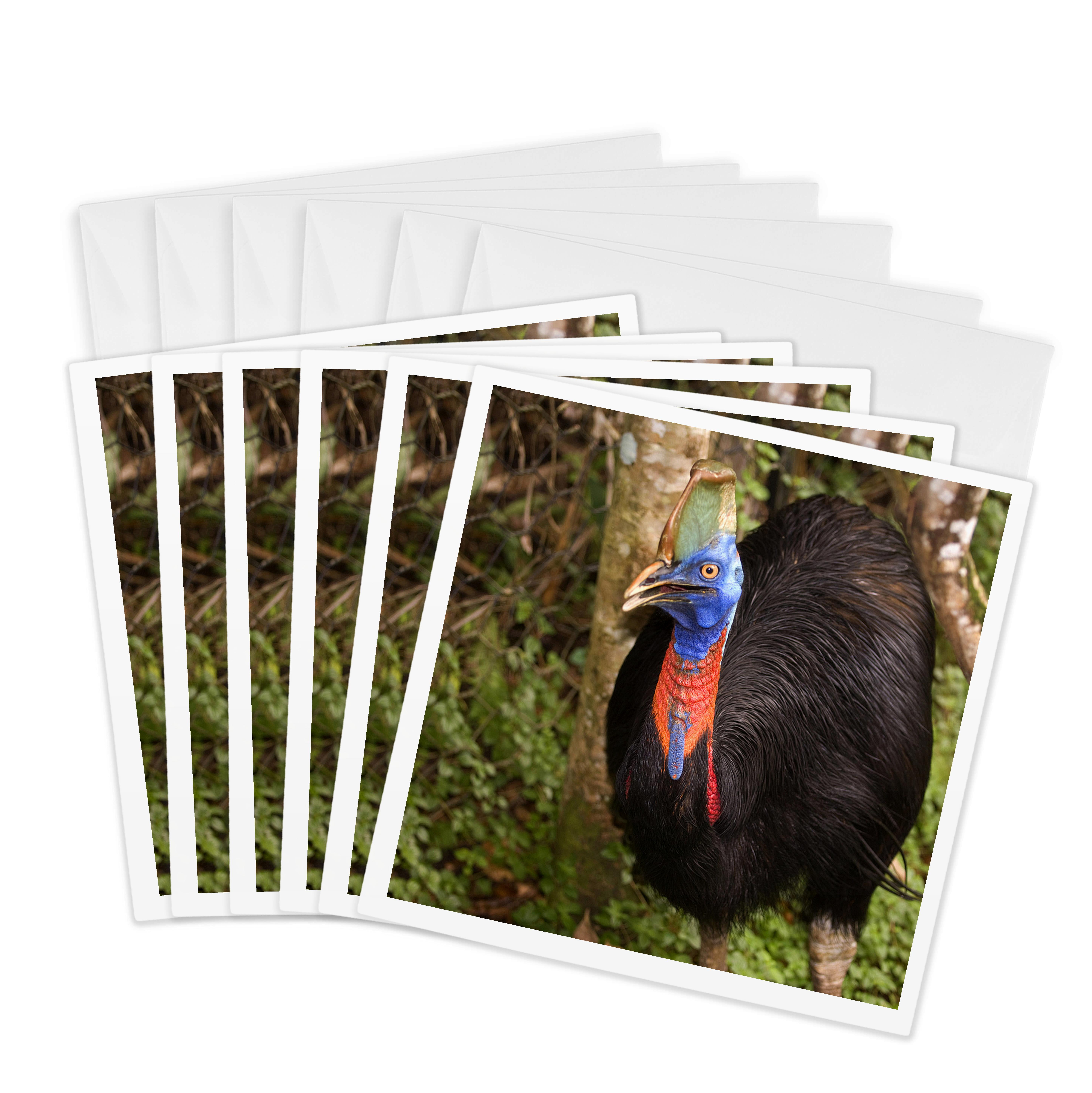 3drose, Papua New Guinea, Lae. Southern Cassowary Bird - Oc12 Bfr0008 ...