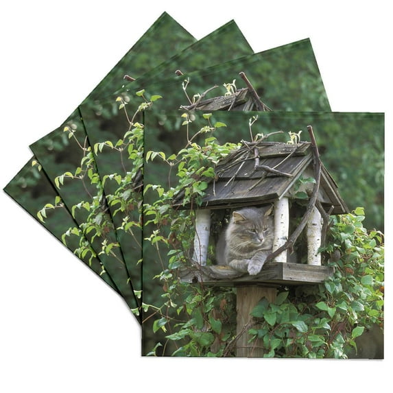 3drose, Pennsylvania, Cat, Clematis, Coneflowers - Us39 Bja0007 ...