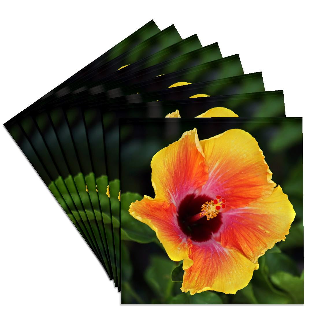 3drose, Photograph of Astunning Tropical Hibiscus Flower from Our ...